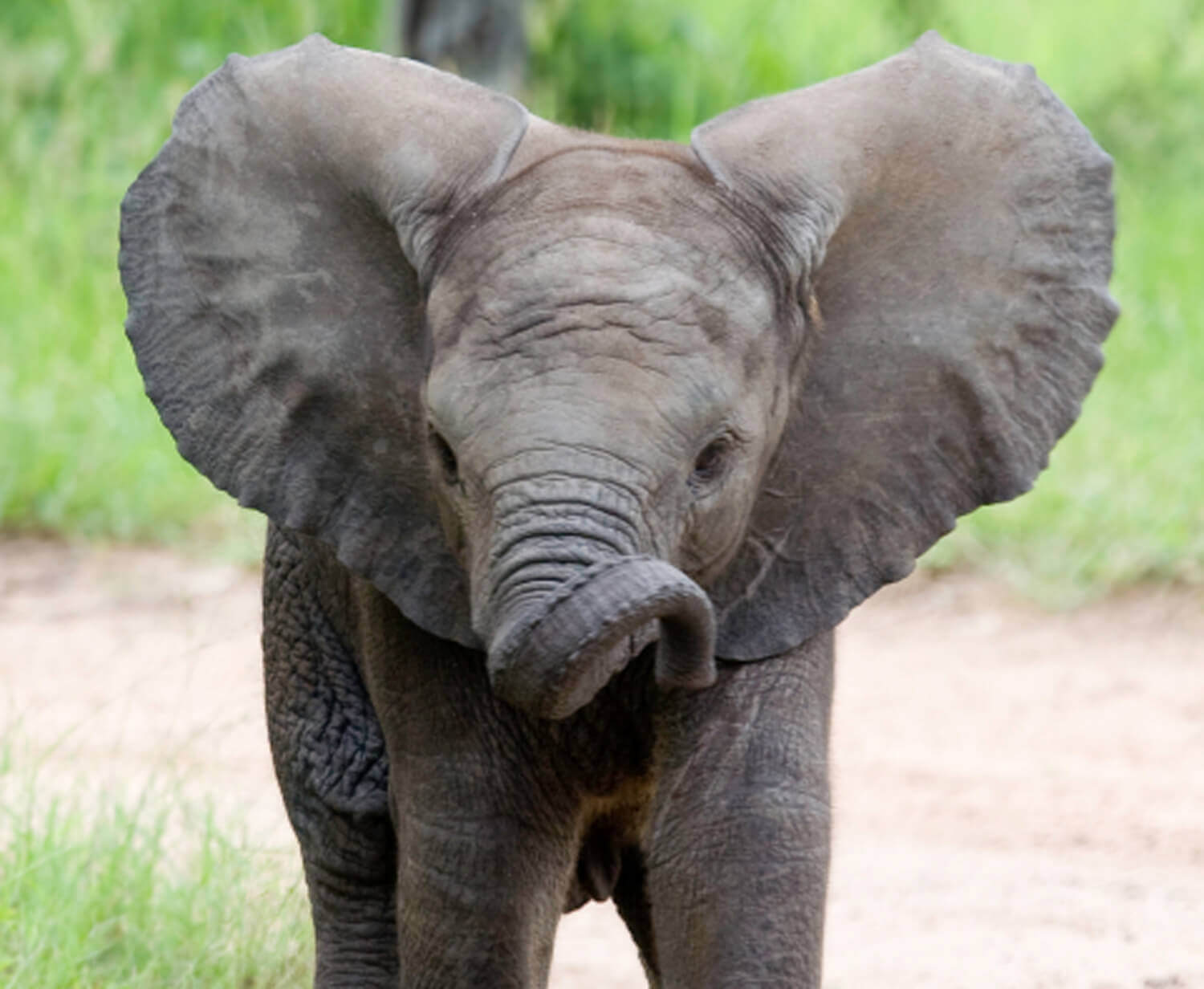 African ElephantGro (28/41) - Grober Nutrition