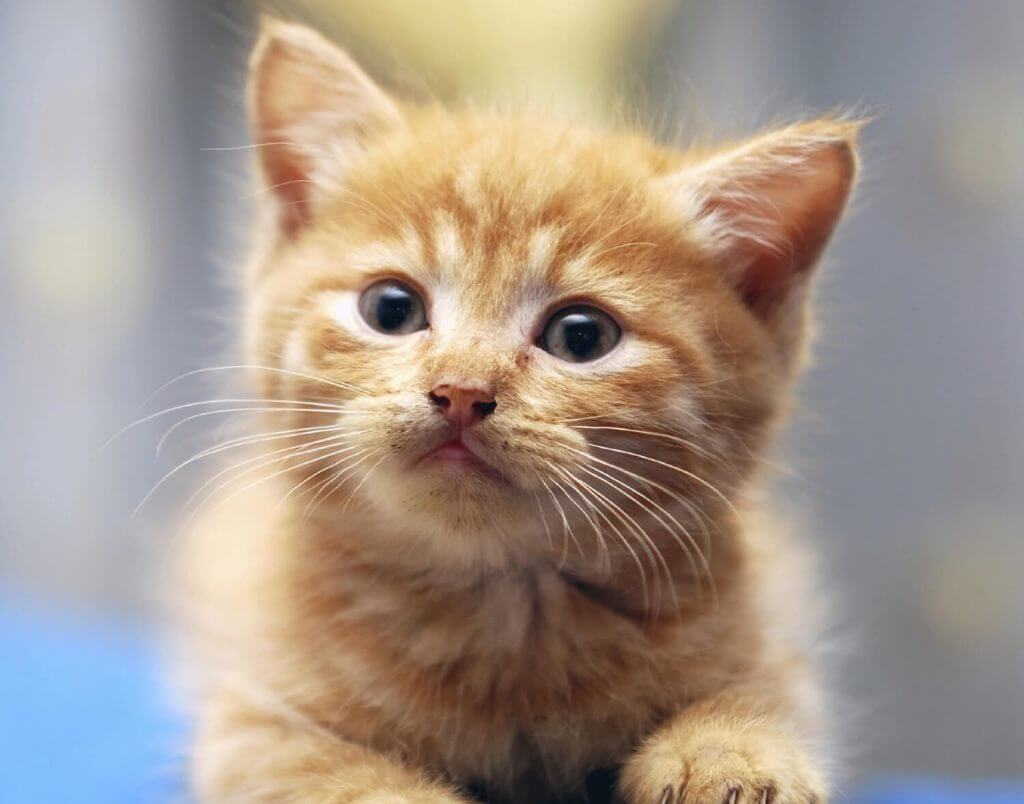 The Cute & Cuddly Things Thread | Page 101 | The SuperHeroHype Forums