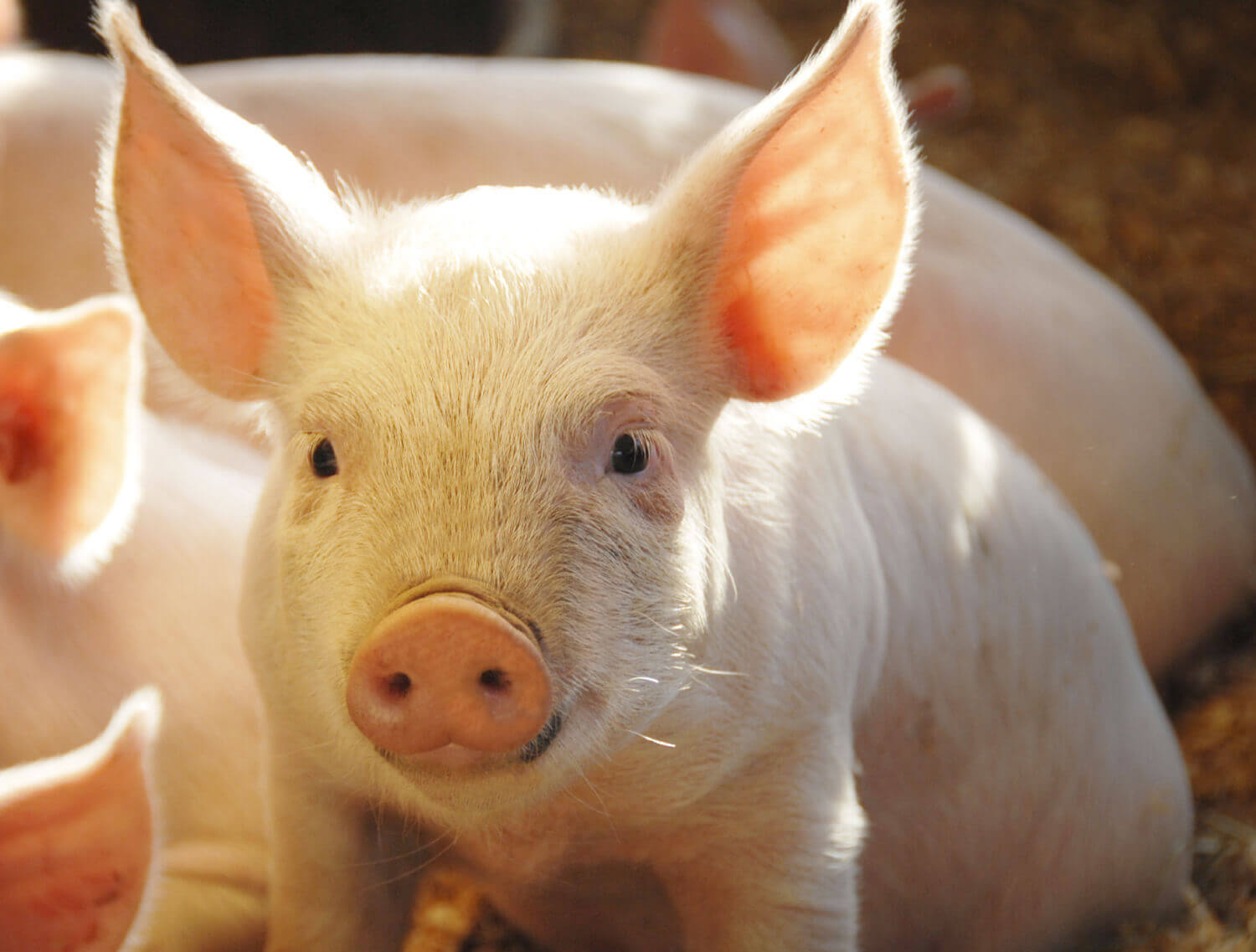 PigletGro (23/17) - Grober Nutrition