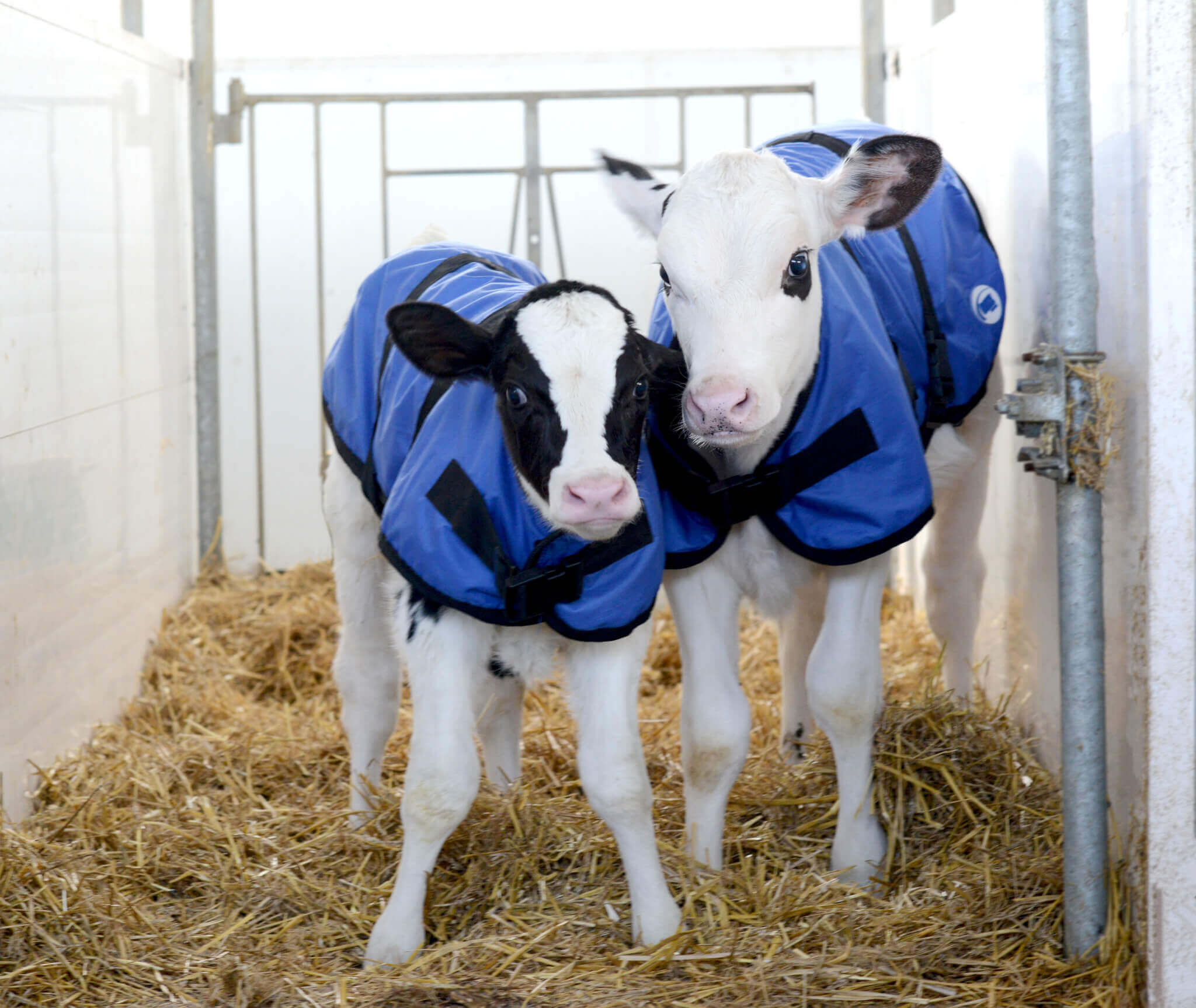 Calf coats - Grober Nutrition