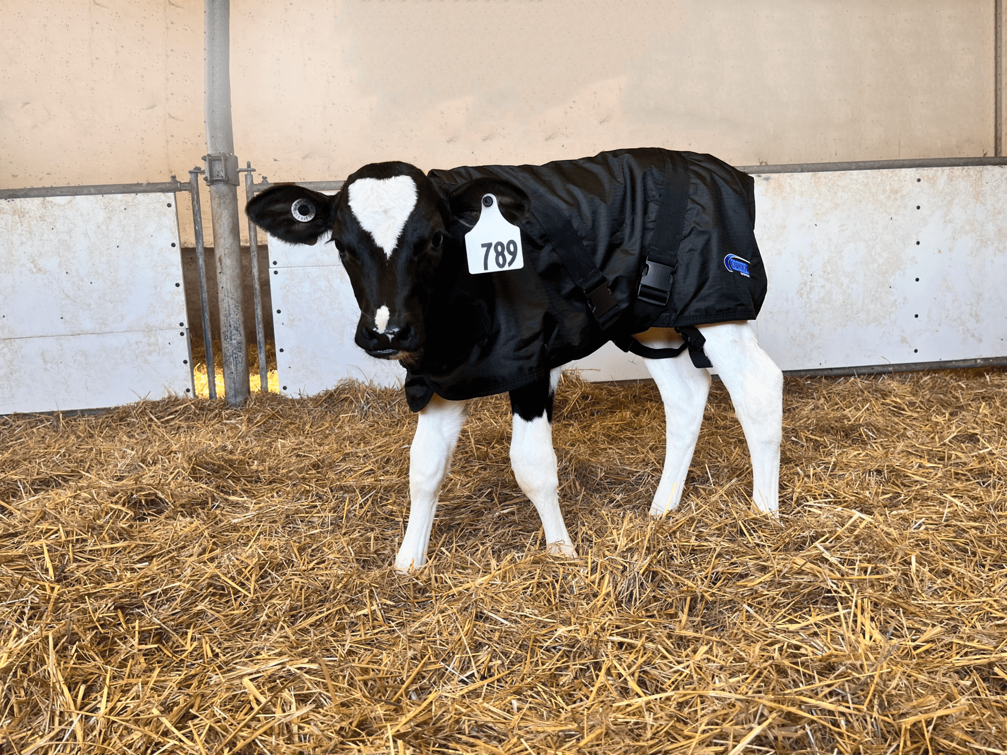 Calf coats - Grober Nutrition